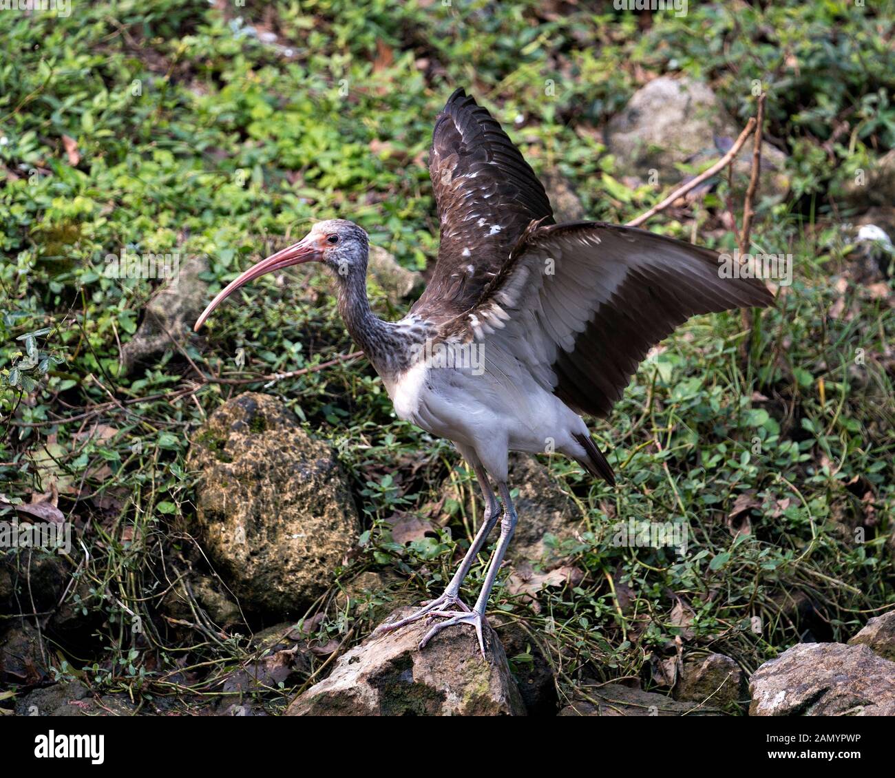Juvenile plumage white ibis hi-res stock photography and images - Alamy