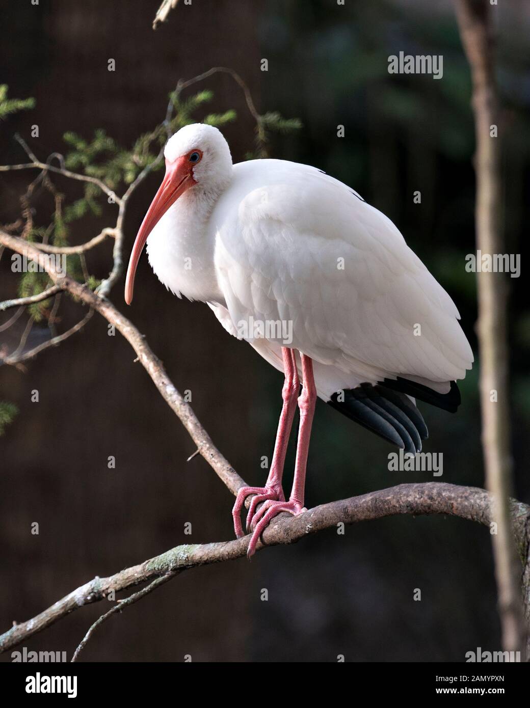White Ibis bird close-up profile view perched on a branch with bokeh ...