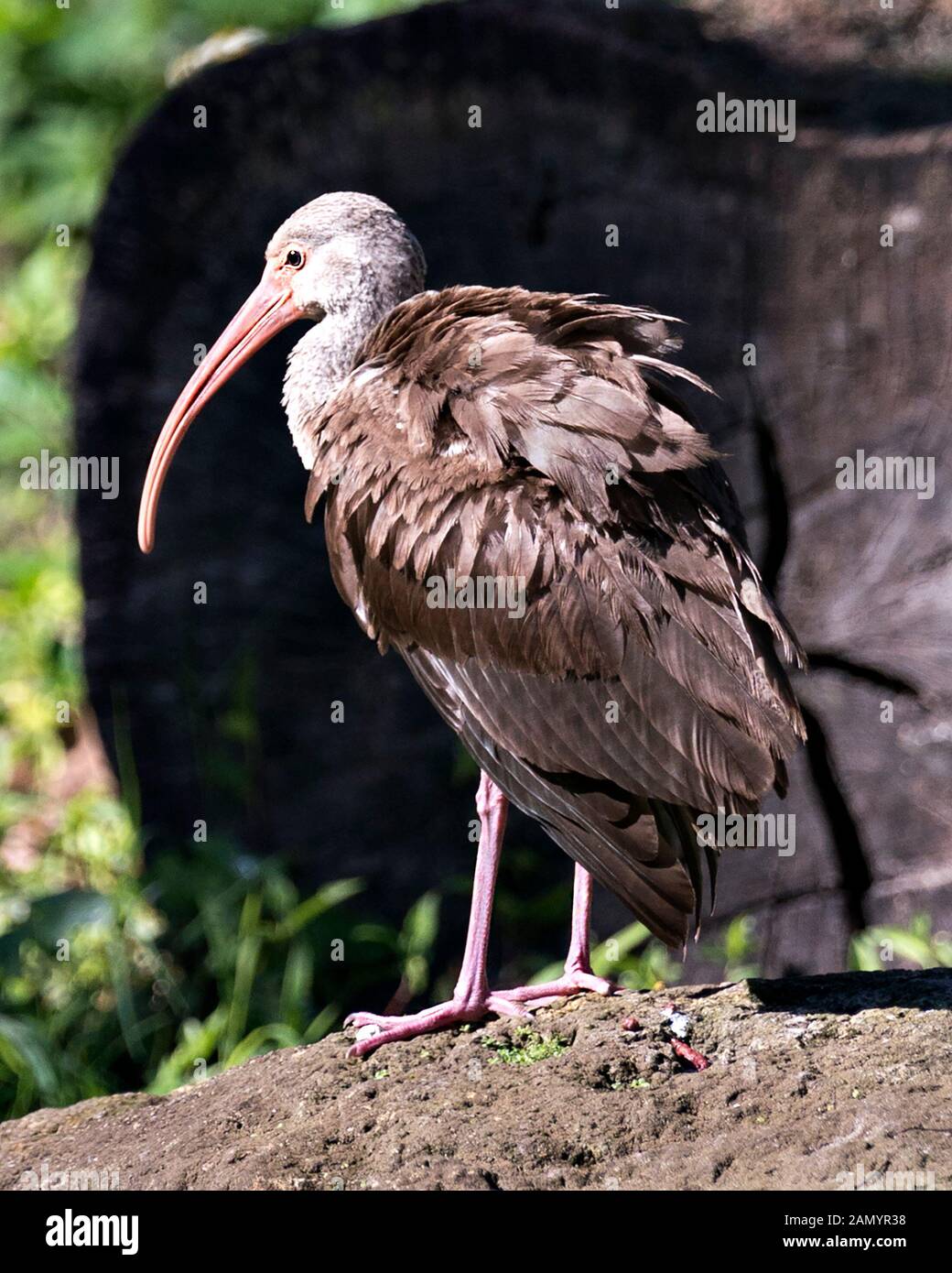 White Ibis juvenile bird close-up profile view with fluffy wings with ...