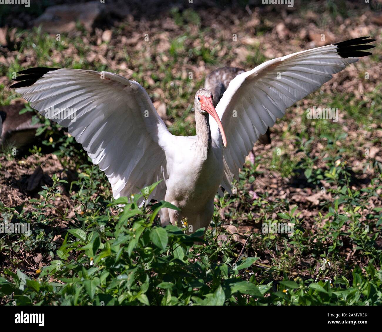 White Ibis bird close-up profile view with foliage background ...
