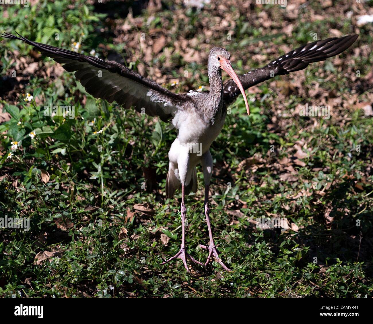 Juvenile plumage white ibis hi-res stock photography and images - Alamy
