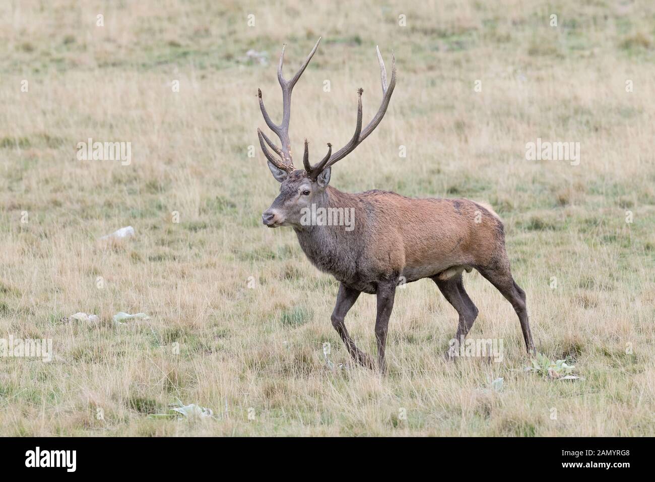All the elegance of Red deer male (Cervus elaphus Stock Photo - Alamy