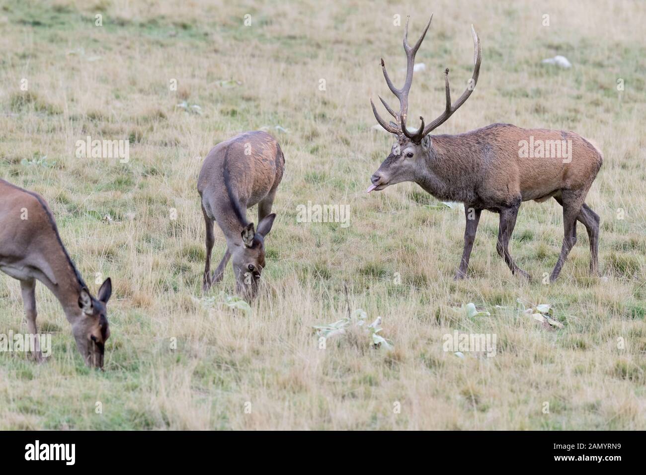 Wonderful portrait of Red deer male and female in mating season (Cervus ...