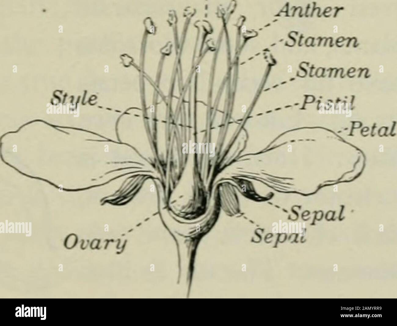 Thelily hi-res stock photography and images - Alamy