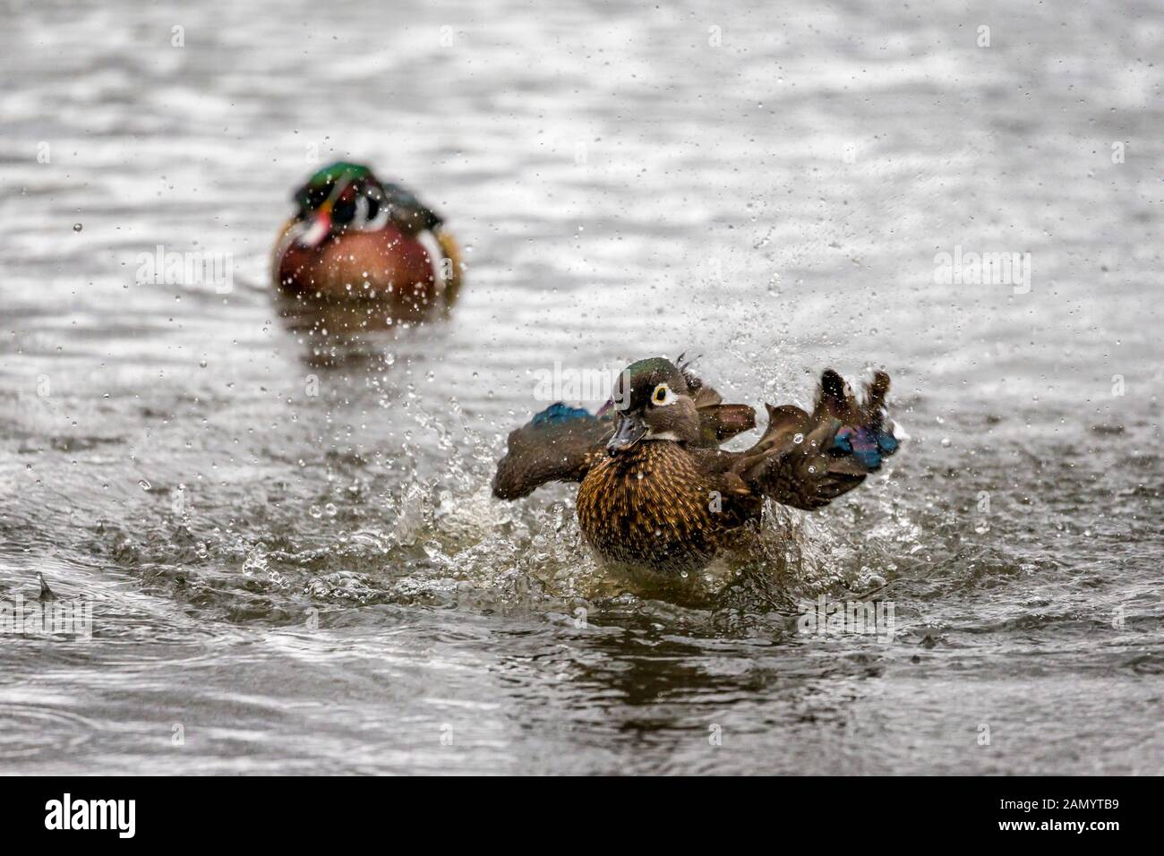 Splashing wood duck hi-res stock photography and images - Alamy