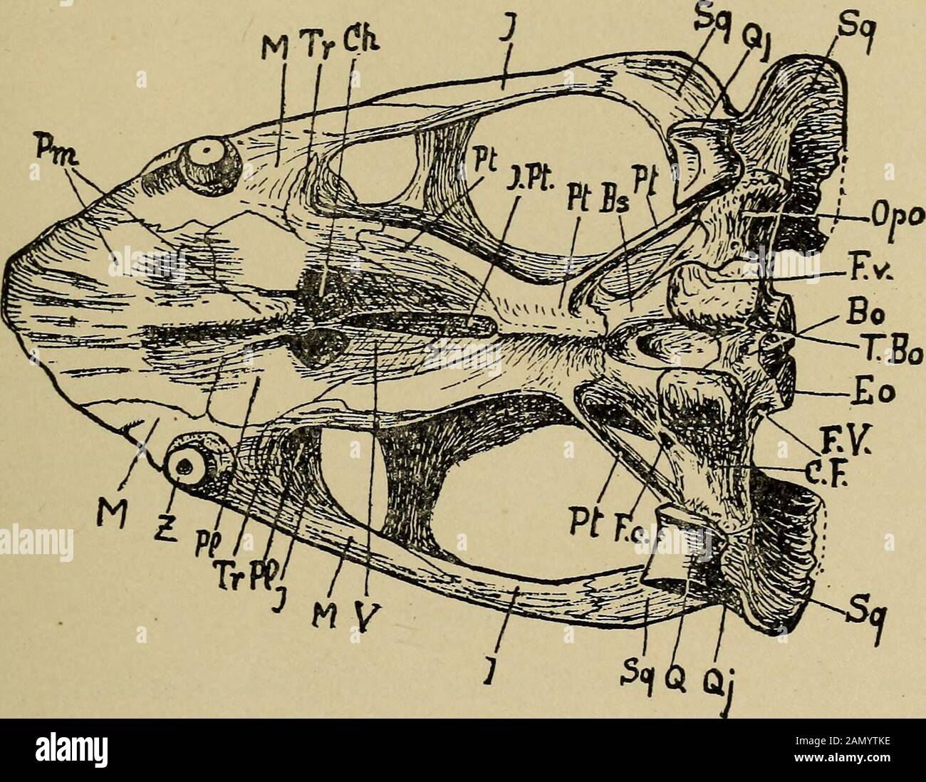 Internal nares hi-res stock photography and images - Alamy