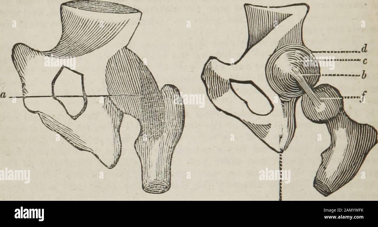The dissector's guide, or, Student's companion : illustrated by ...