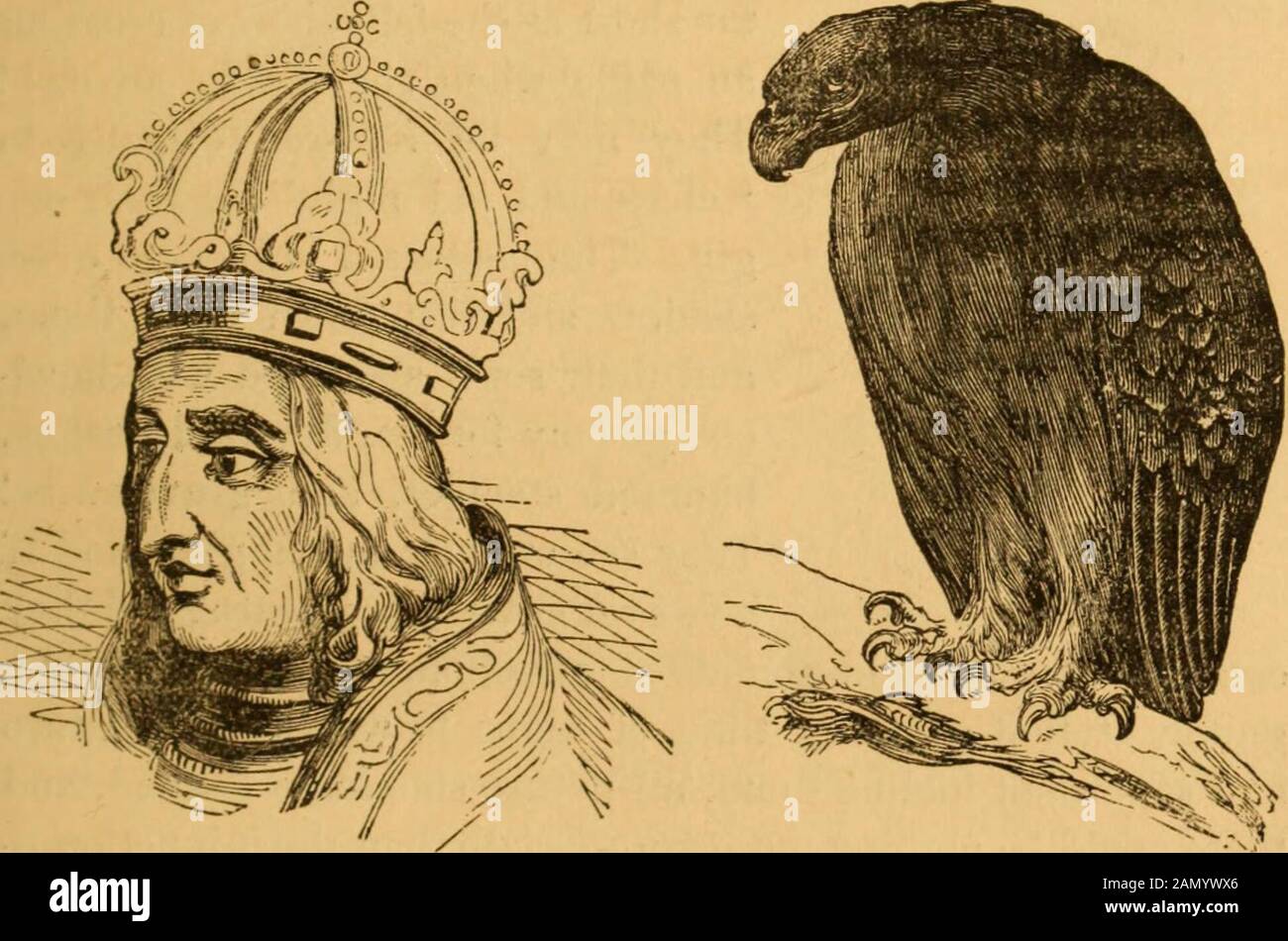 Animals with human attributes hi-res stock photography and images - Alamy