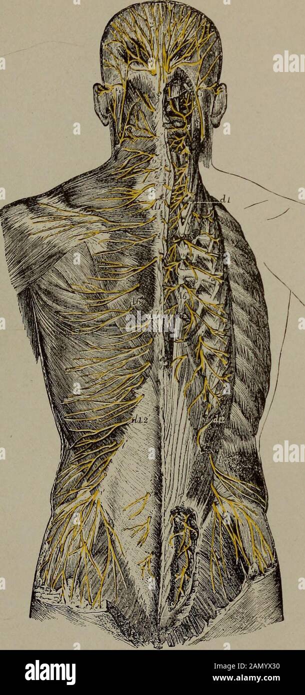 Deep cardiac plexus hi-res stock photography and images - Alamy