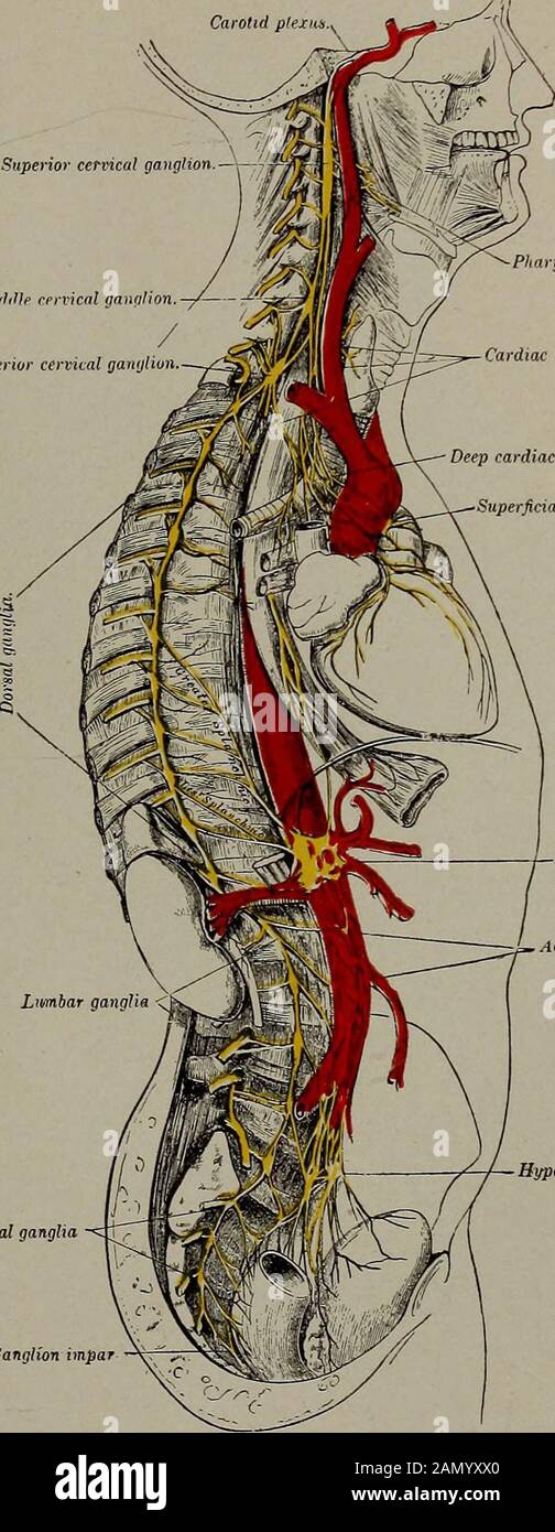 Deep cardiac plexus hi-res stock photography and images - Alamy