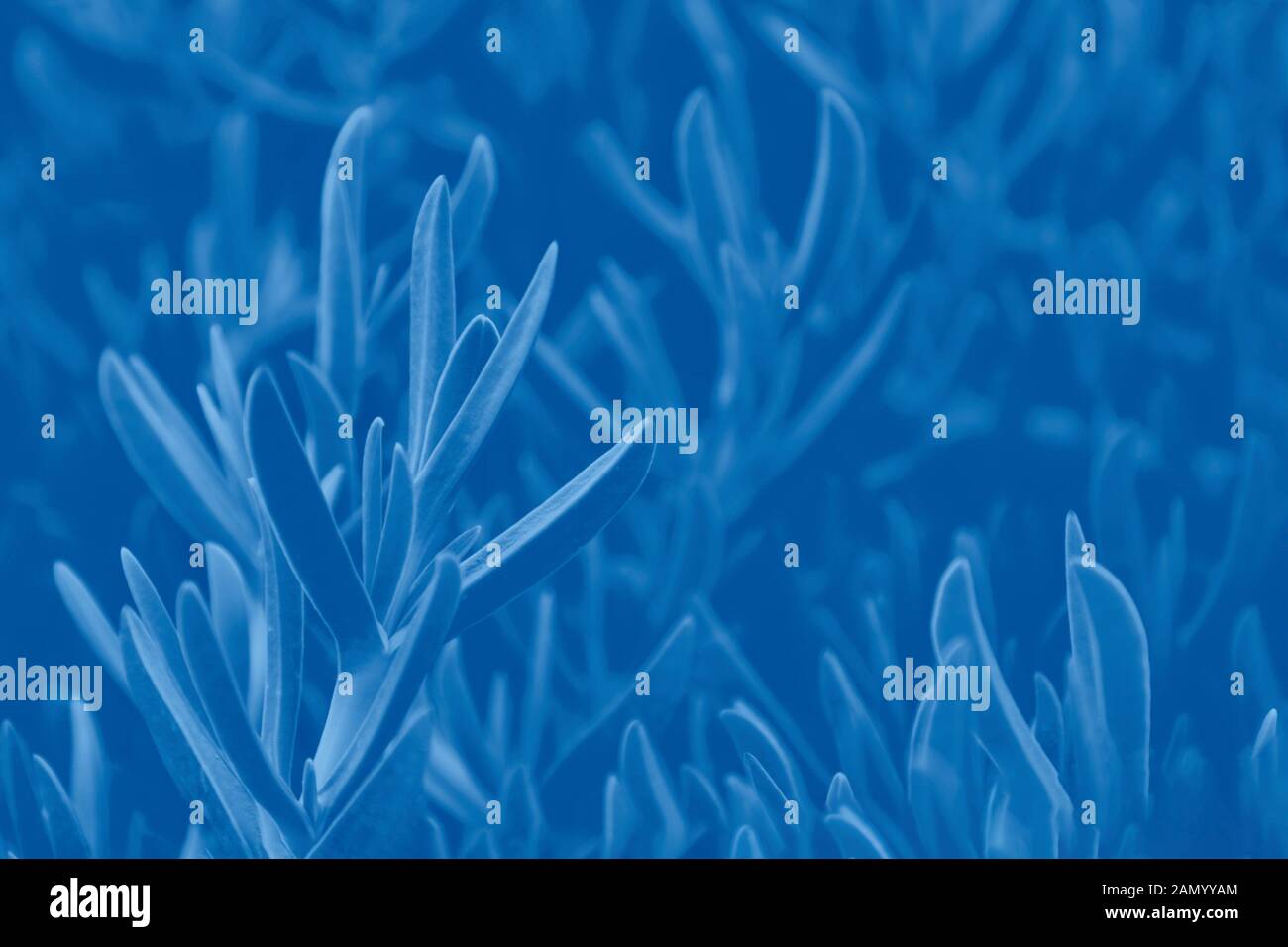 Abstract gradient classic blue background with succulent plant pattern ...