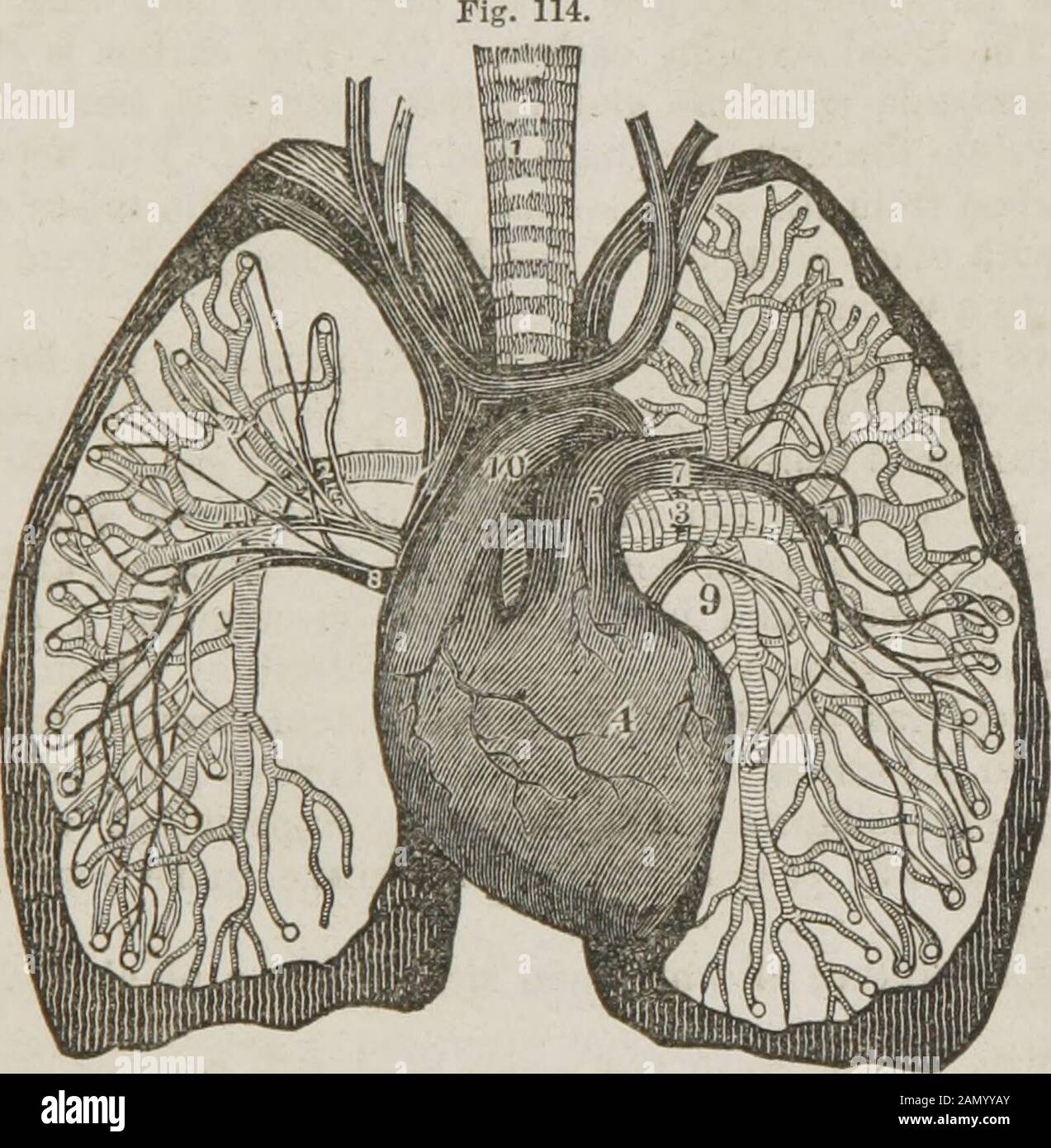 Abdominal anatomy ribs hi-res stock photography and images - Alamy