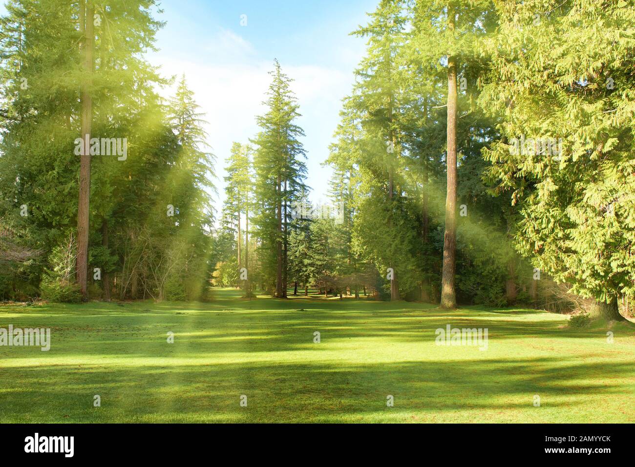 Green park with trees in park under sunny light. Natural spring ...