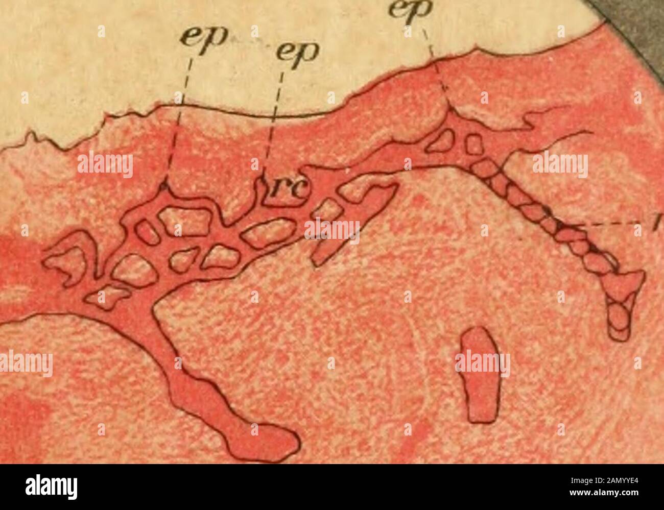 Vascularisation de la peau hi-res stock photography and images - Alamy