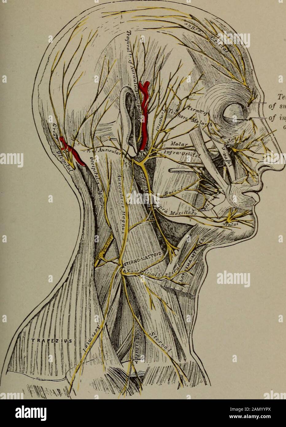 Infratrochlear Nerve