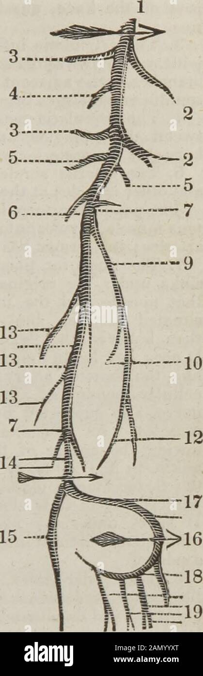 Popliteus hi-res stock photography and images - Alamy