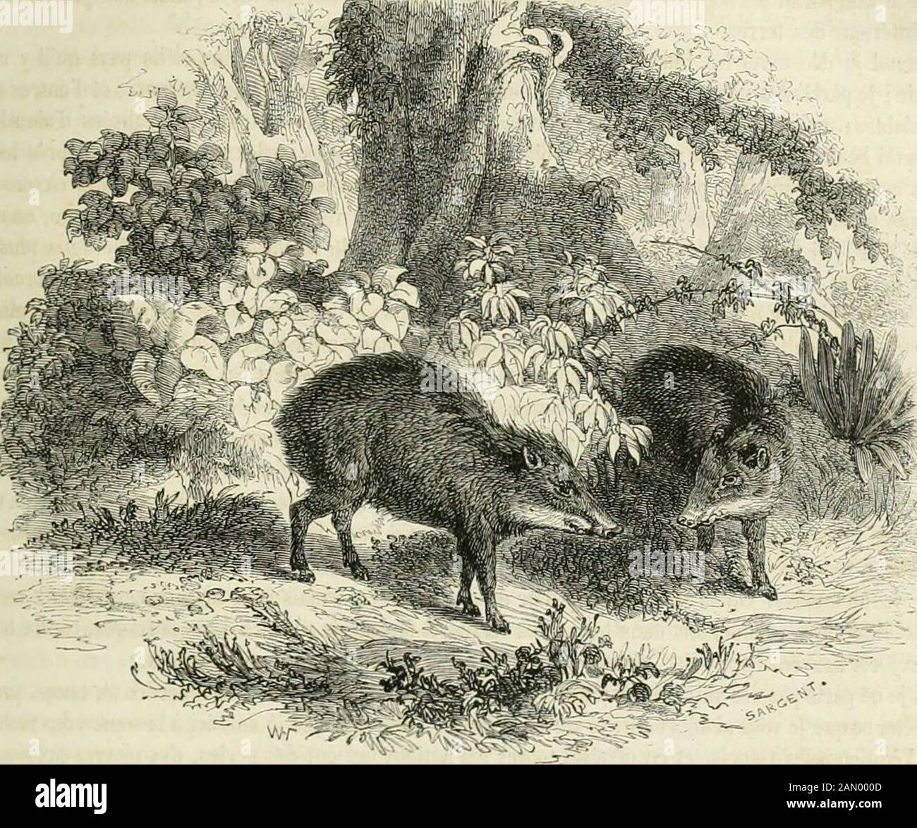 Chien avec queue hi-res stock photography and images - Alamy