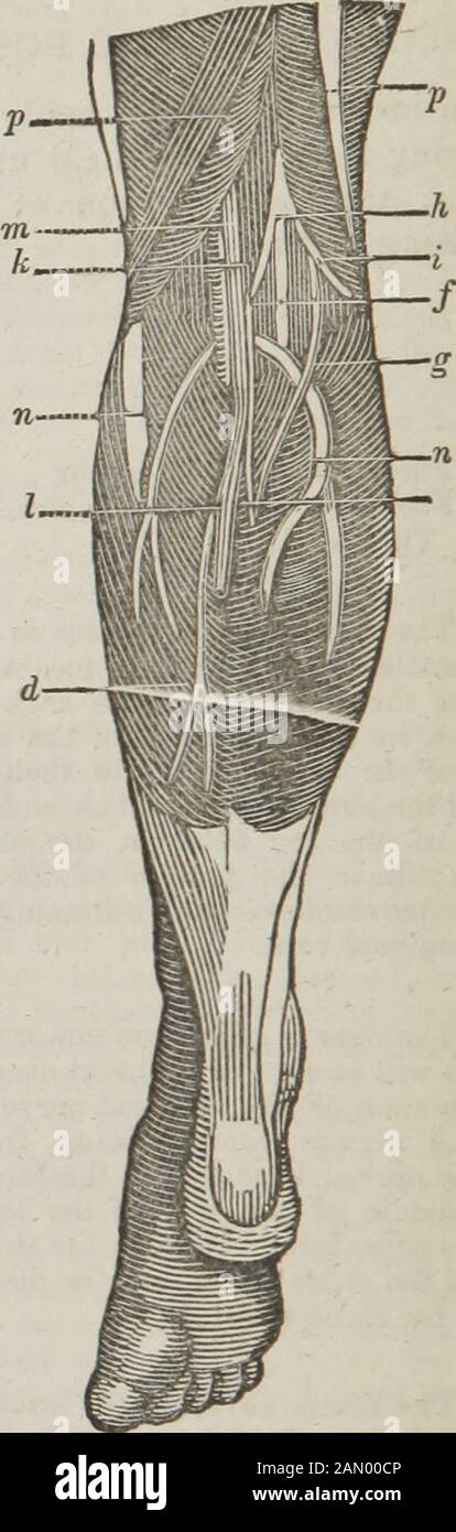 The dissector's guide, or, Student's companion : illustrated by ...