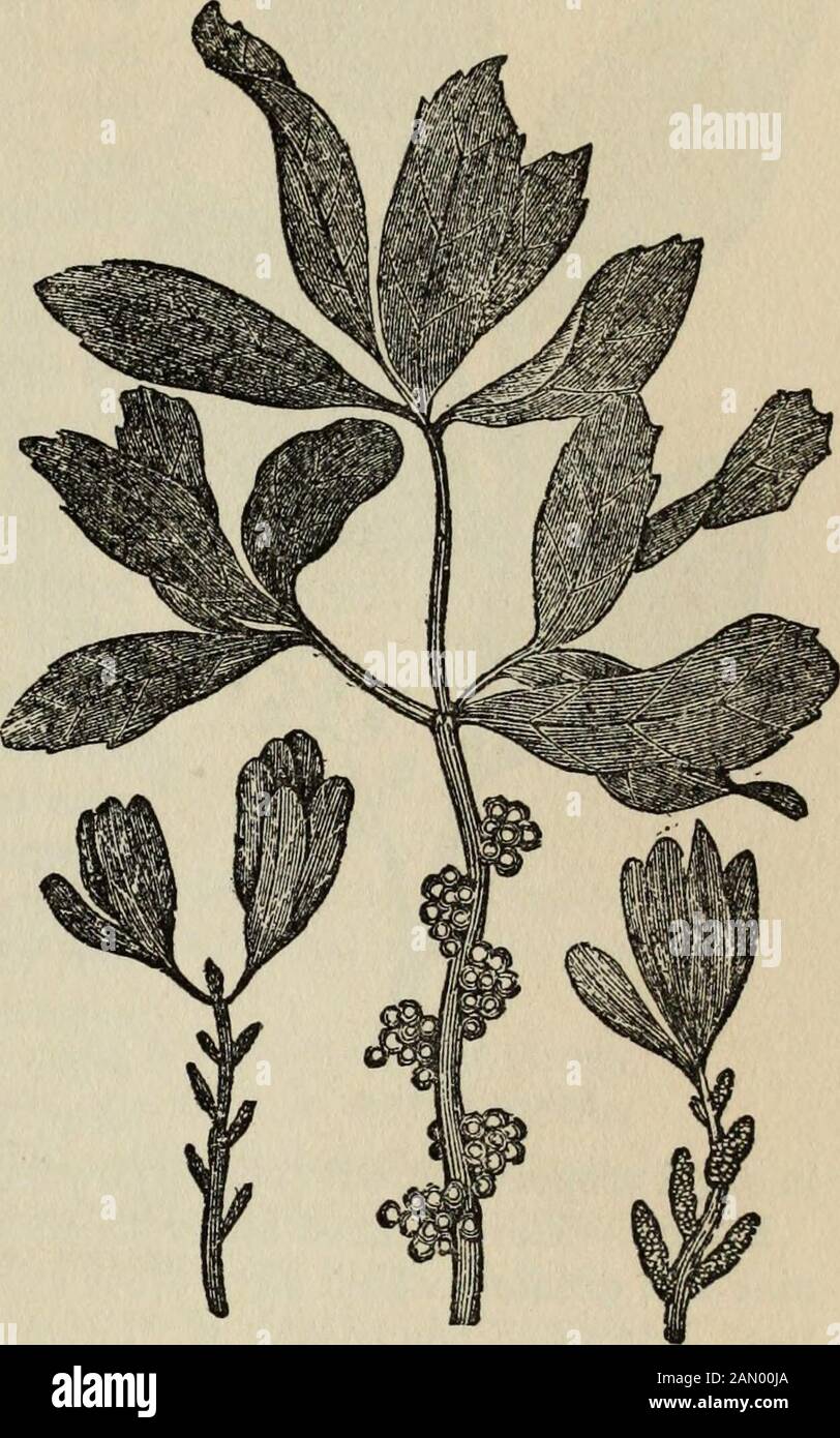 Bayberry tree hi-res stock photography and images - Alamy