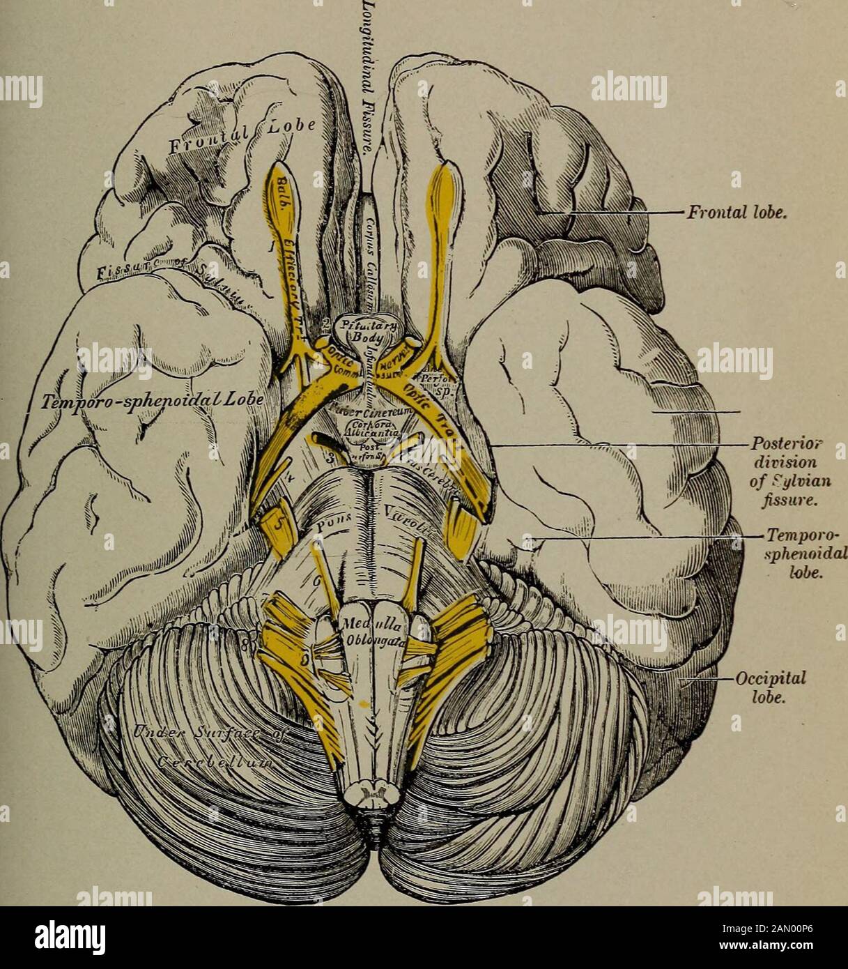 Membrane On The Outside Of The Brain
