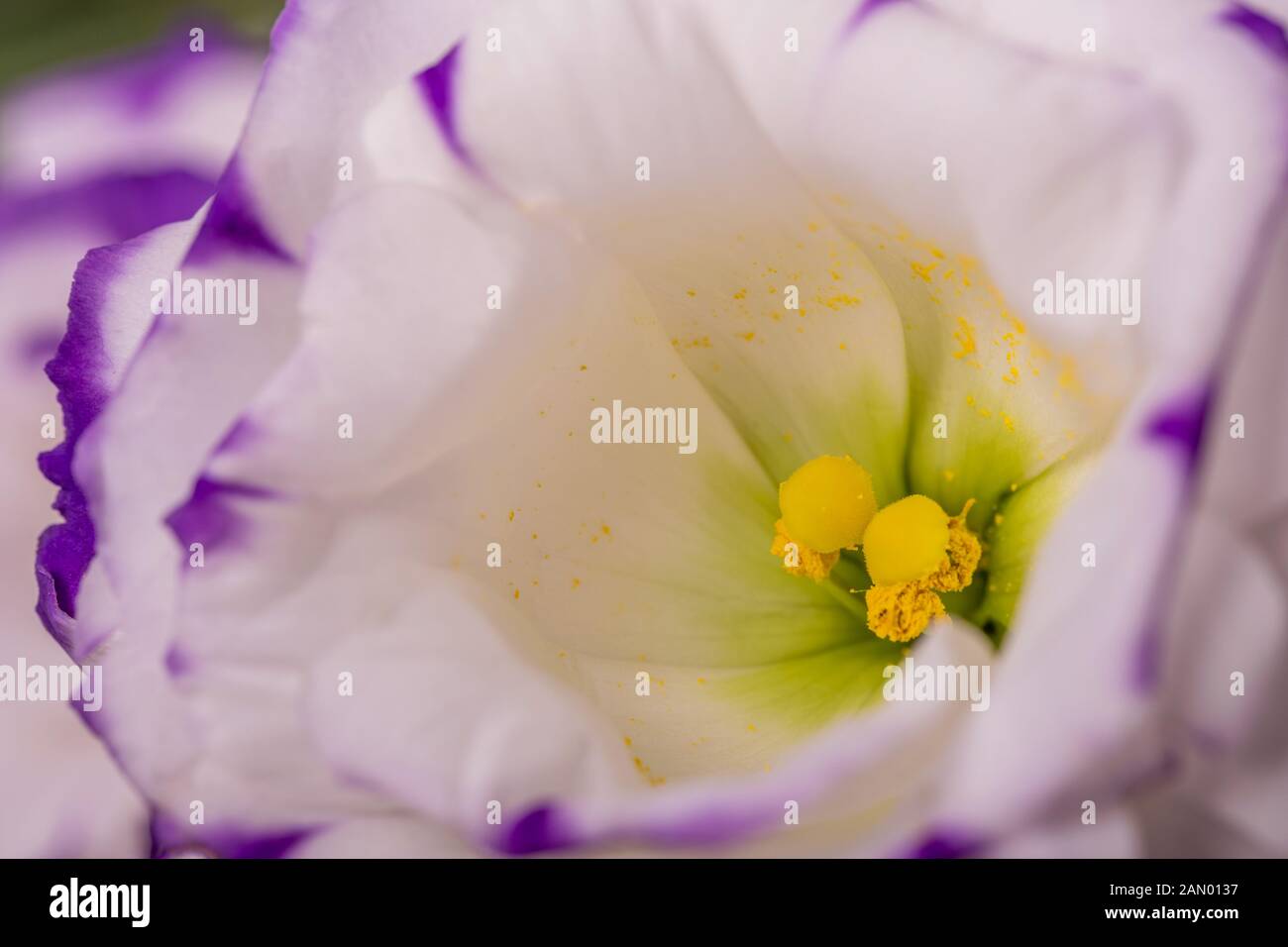 Violet rose background hi-res stock photography and images - Alamy