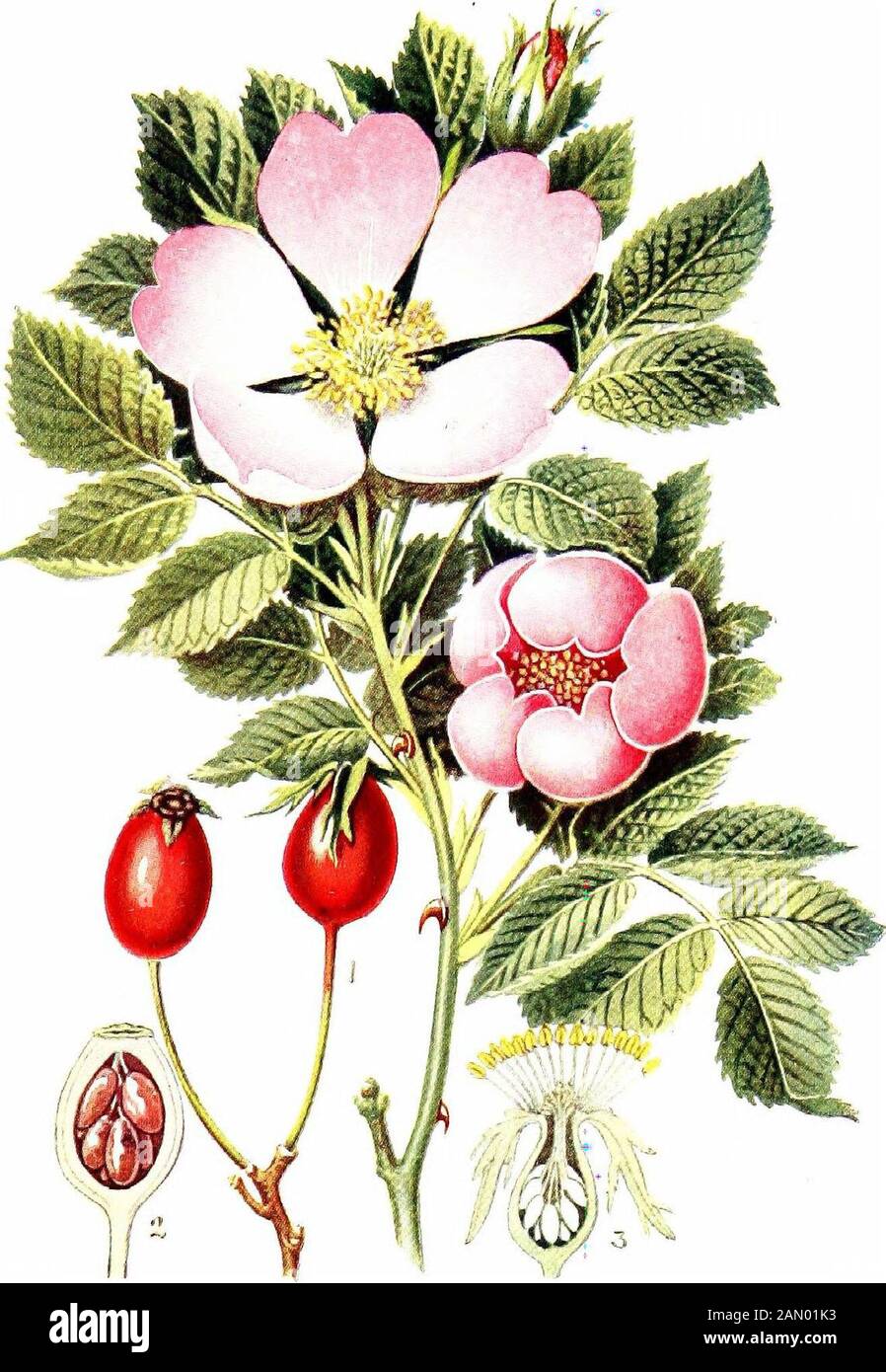 Charles darwin drawings hi-res stock photography and images - Alamy