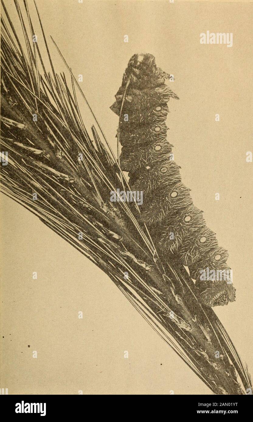 Bulletin - Maine Agricultural Experiment Station . Fig. 50. Deilephila ...