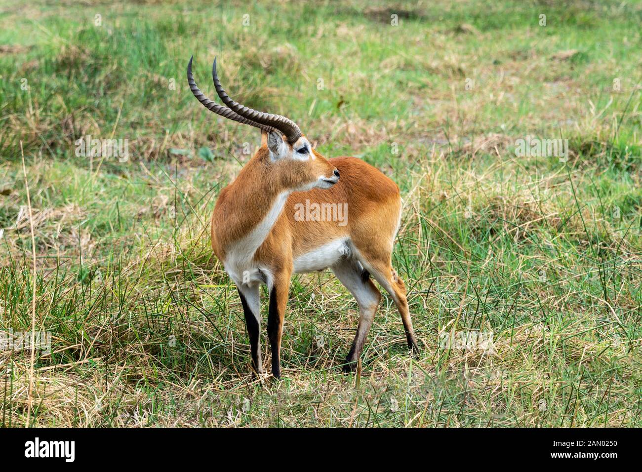 Male lechwe (Kobus lechwe) grazing in Moremi Game Reserve, Okavango ...