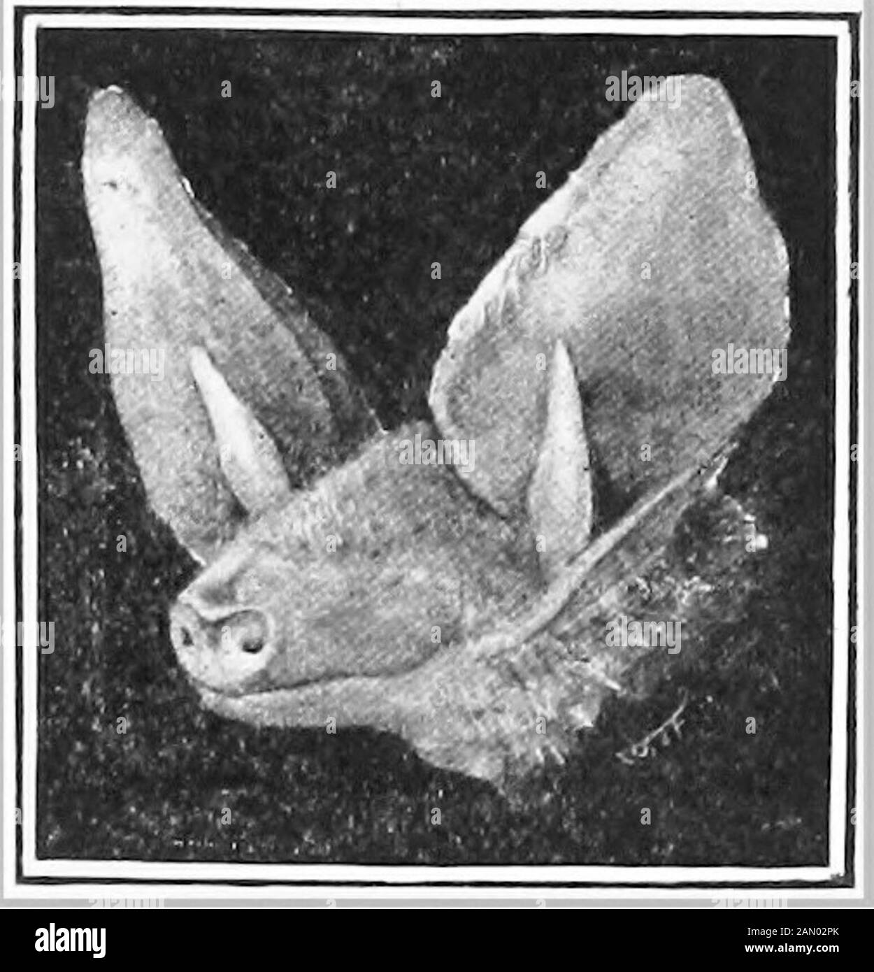 Pallid bat Black and White Stock Photos & Images - Alamy