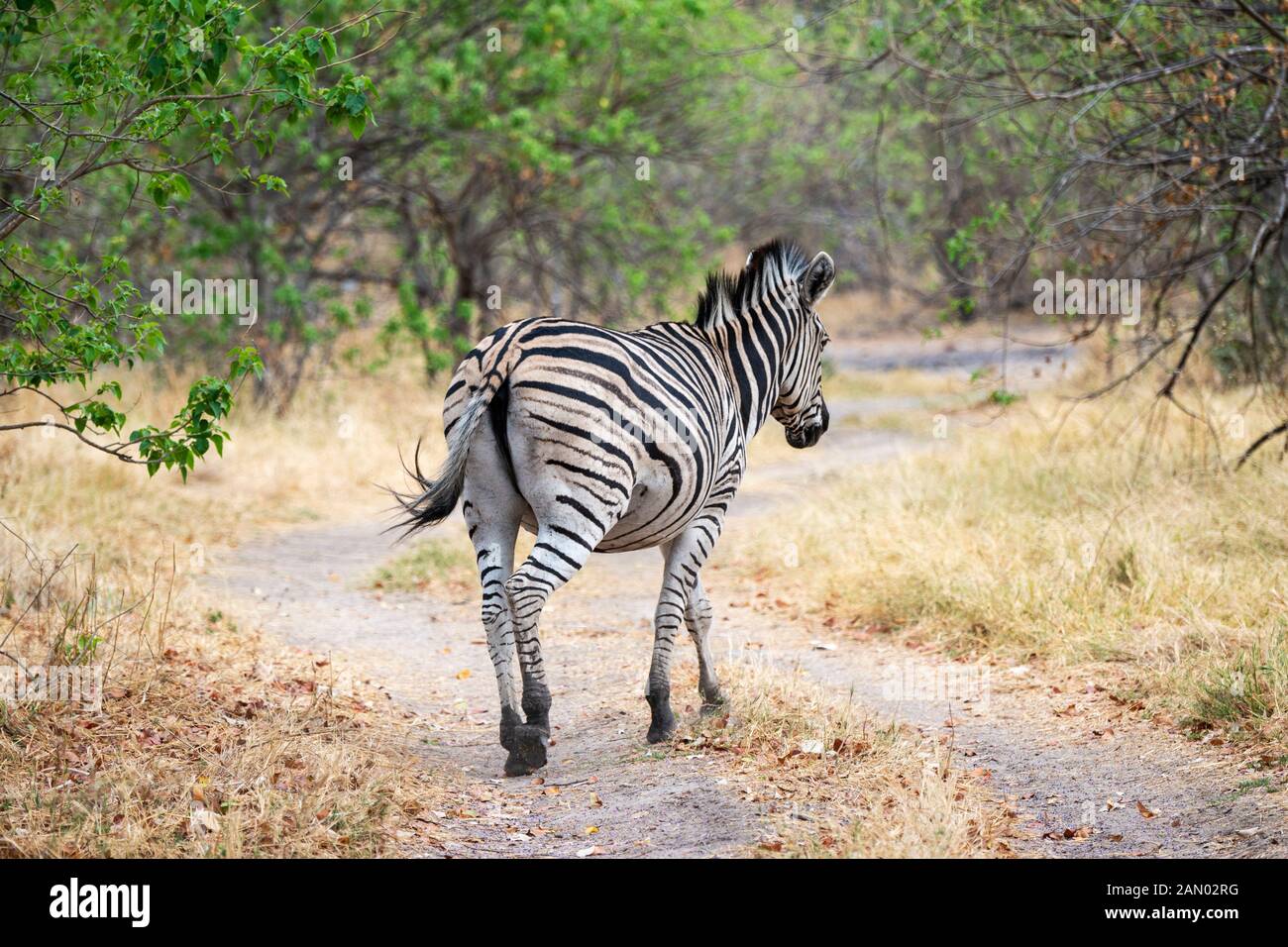 Zebra female not lion hi-res stock photography and images - Alamy