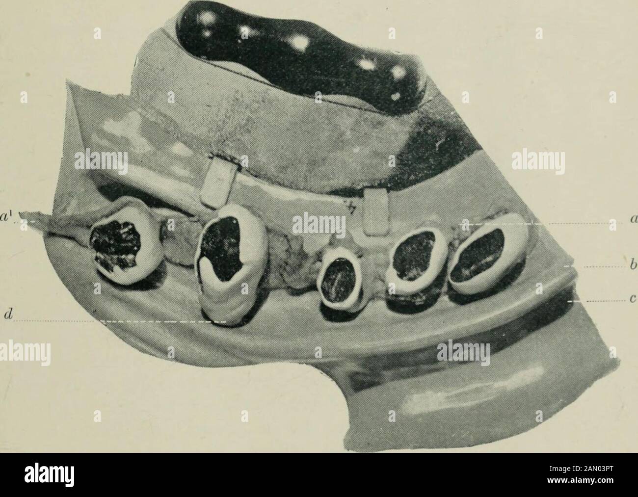 Transactions of the odontological society of Great Britain . Fig. 3 ...