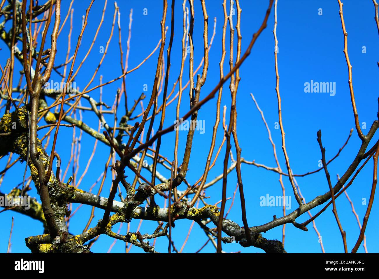 The picture shows water arms on a tree Stock Photo - Alamy