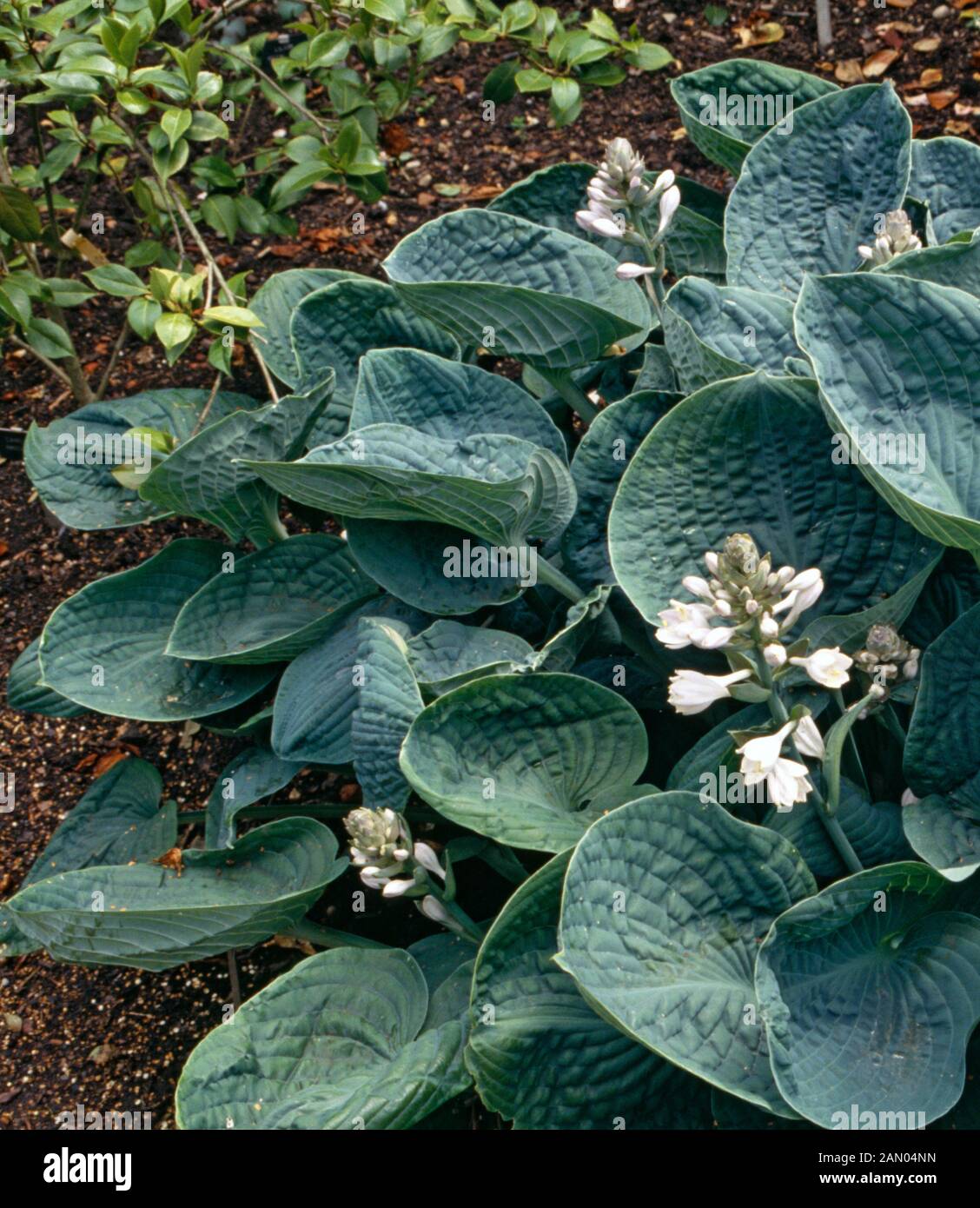 Hosta big daddy hi-res stock photography and images - Alamy