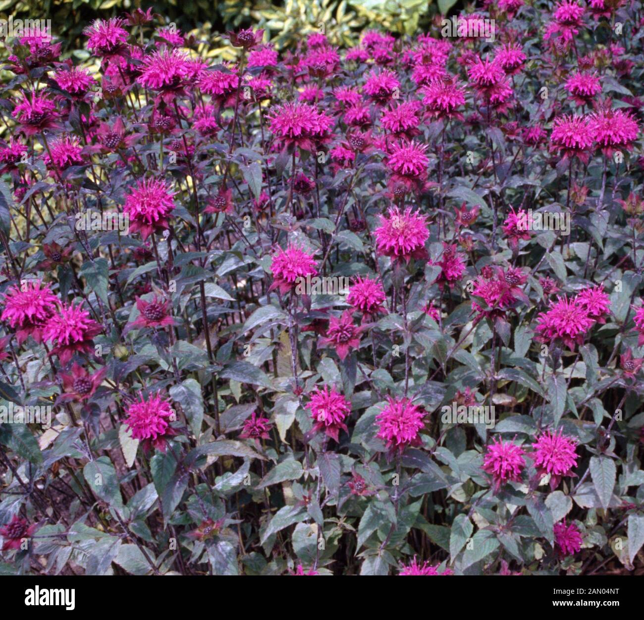 Monarda fistulosa hi-res stock photography and images - Alamy