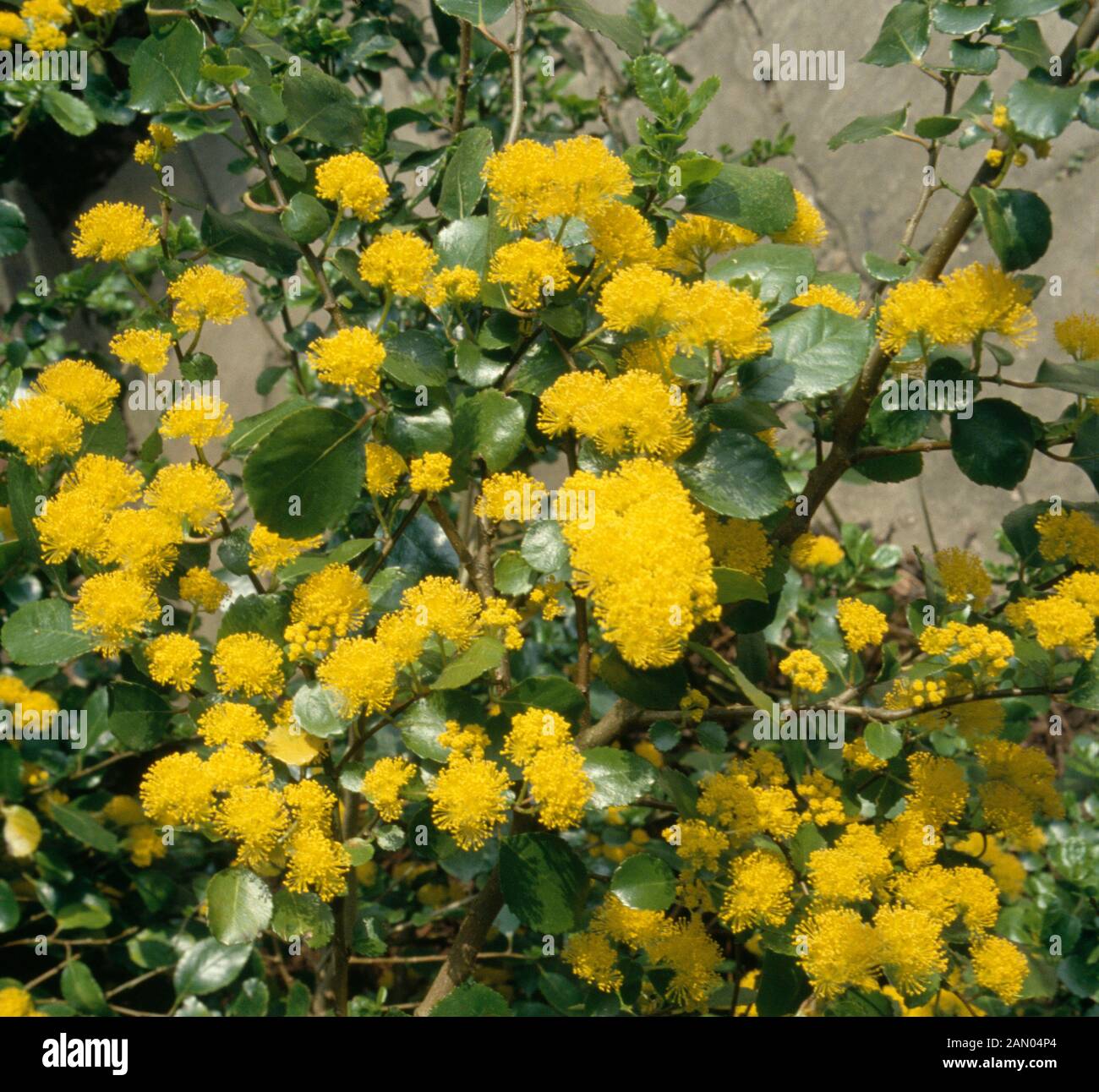 AZARA SERRATA (AGM) (SAW TOOTHED AZARA Stock Photo - Alamy