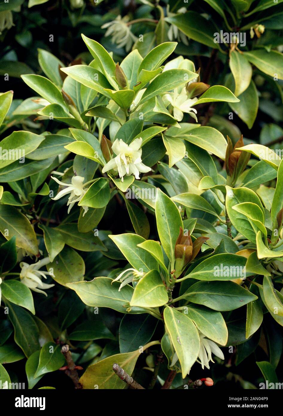Illicium flower hi-res stock photography and images - Alamy
