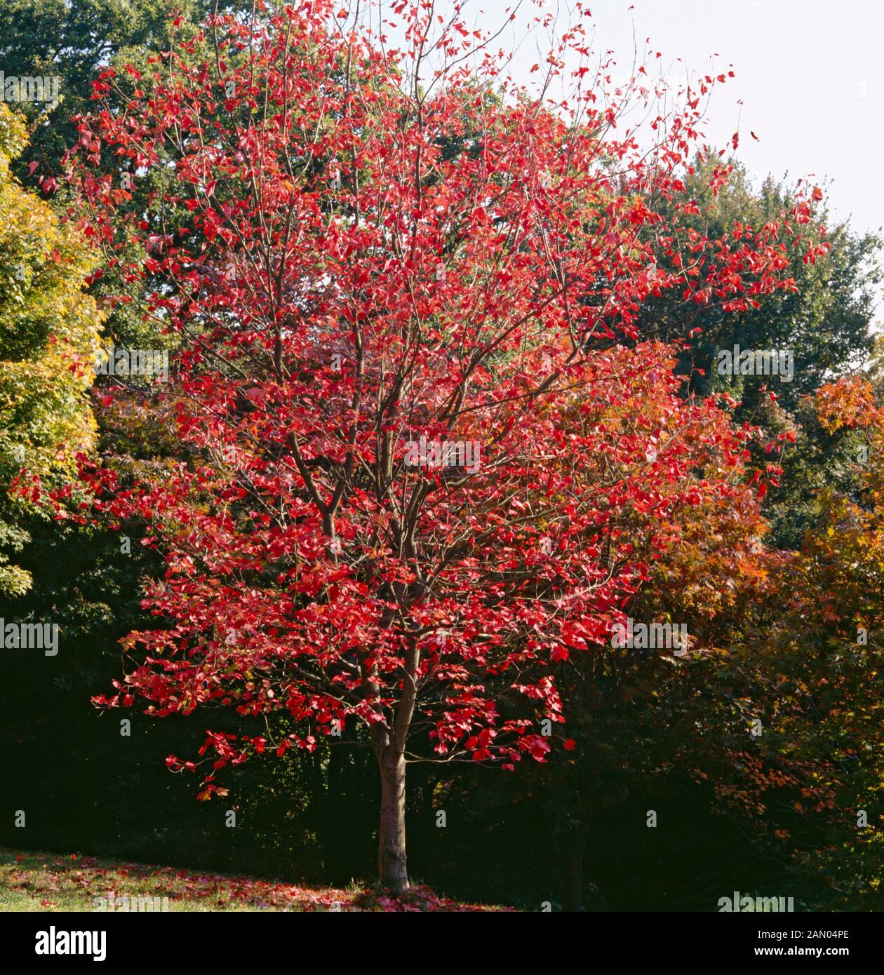 Acer Rubrum Schlesingeri High Resolution Stock Photography and Images ...