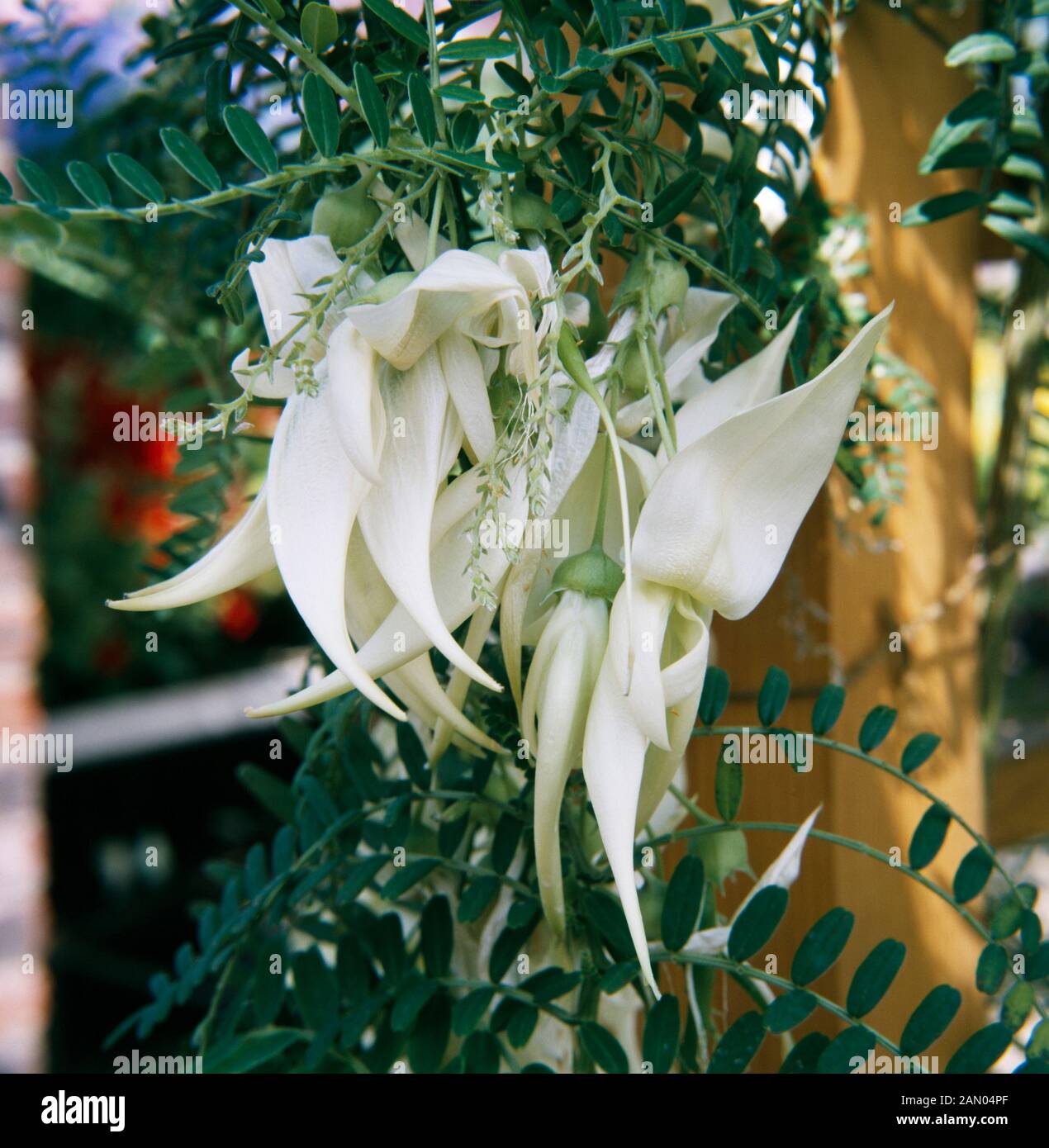 Clianthus hi-res stock photography and images - Alamy