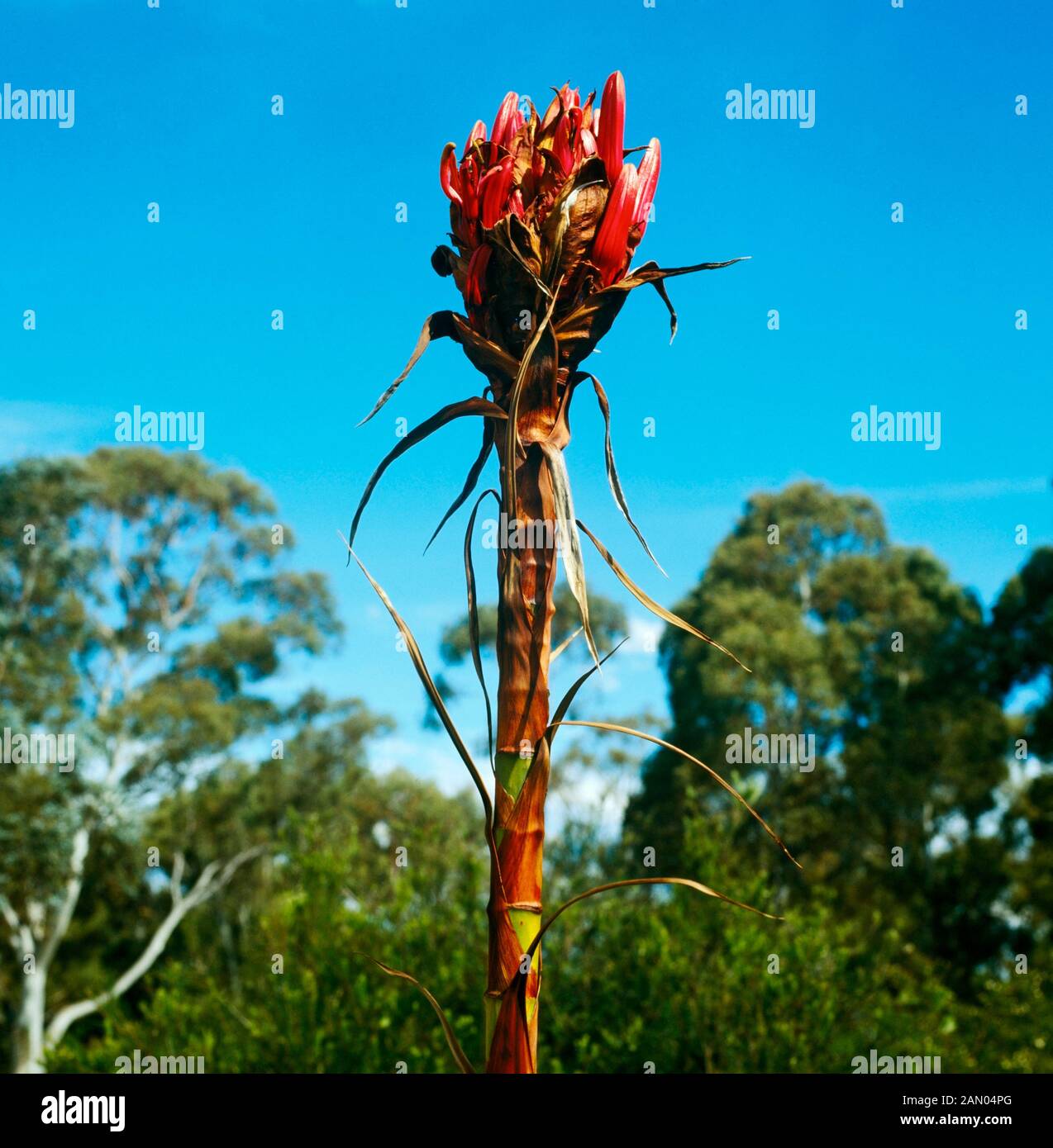 Gymea lily doryanthes excelsa flowering hi-res stock photography and ...