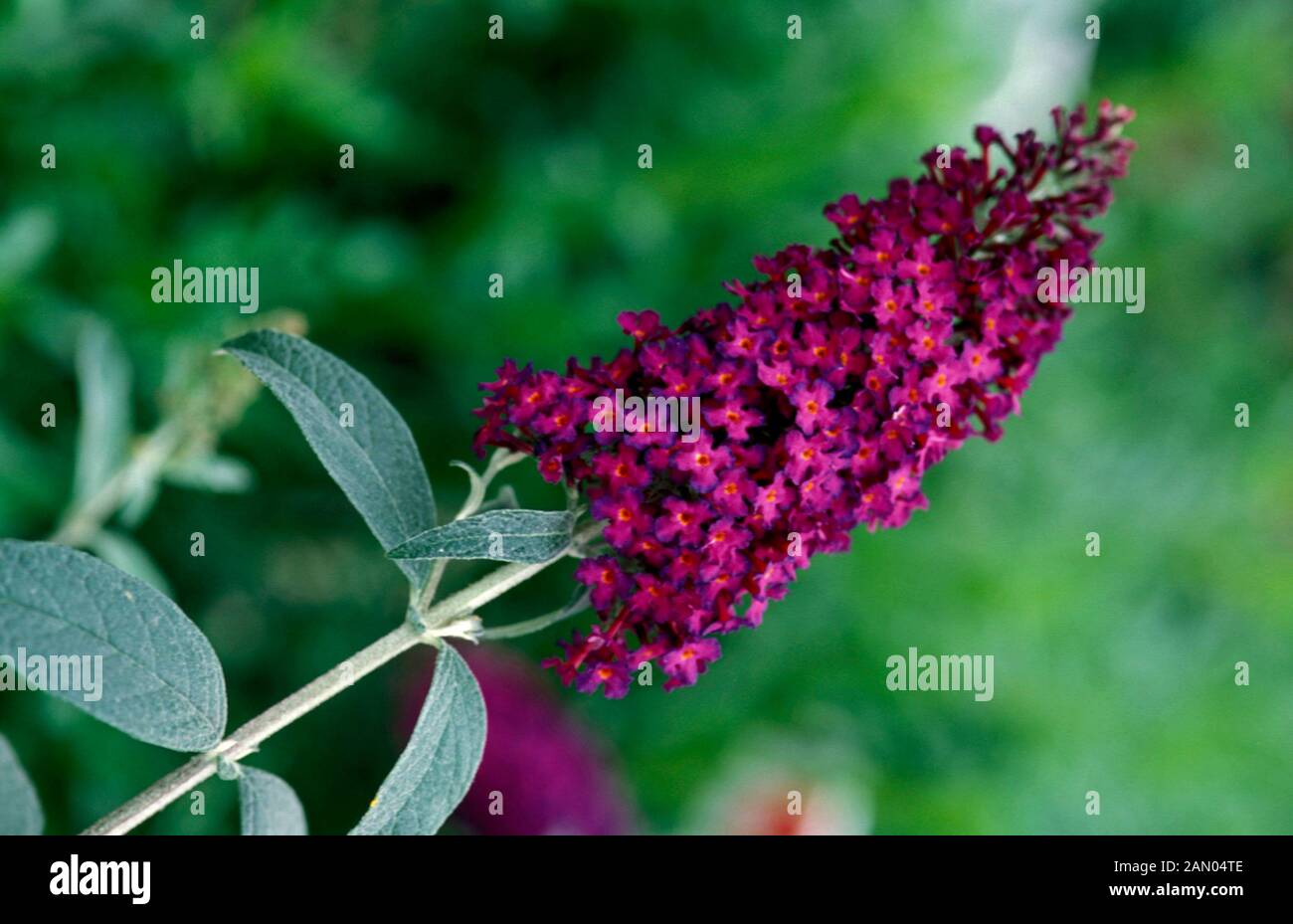 BUDDLEJA DAVIDII 'ATTRACTION' Stock Photo - Alamy