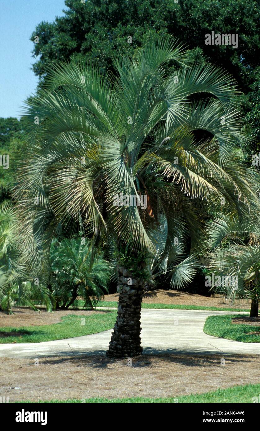 Butia capitata hi-res stock photography and images - Alamy