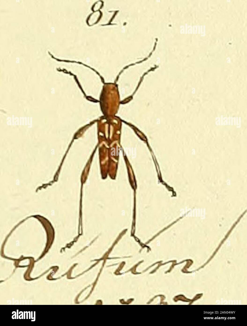 Entomologie, ou, Histoire naturelle des insectes : avec leurs ...