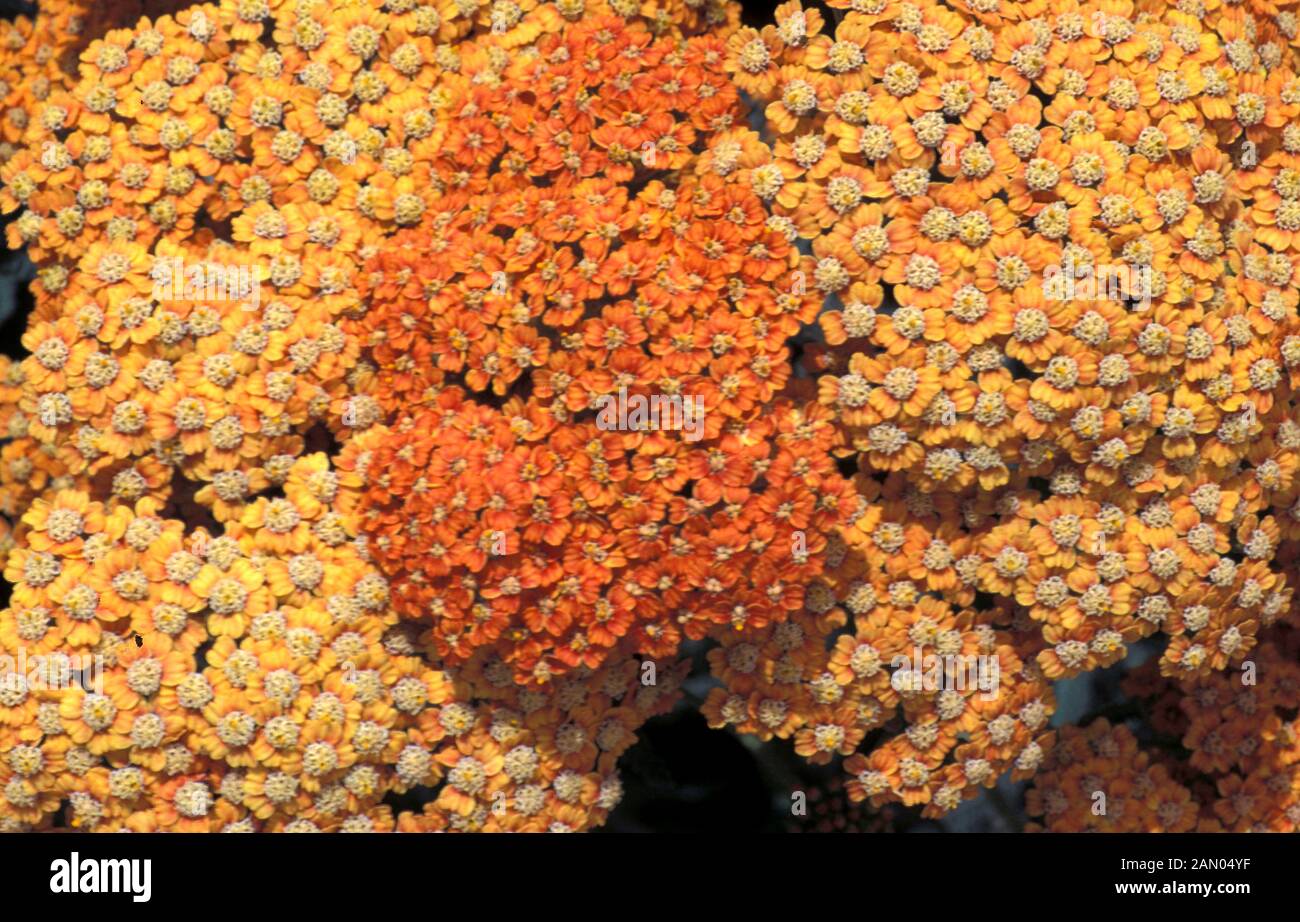 Achillea orange hi-res stock photography and images - Alamy