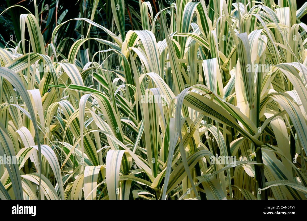 Arundo donax hi-res stock photography and images - Alamy