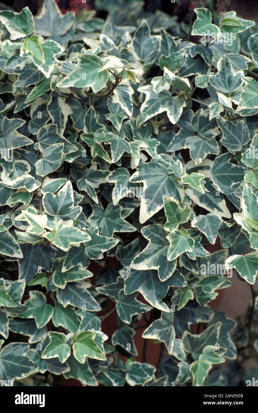 Common ivy hedera helix variegated hi-res stock photography and images ...