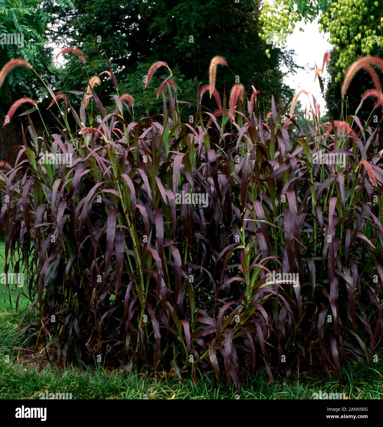 Pennisetum Setaceum Purple High Resolution Stock Photography and Images - Alamy