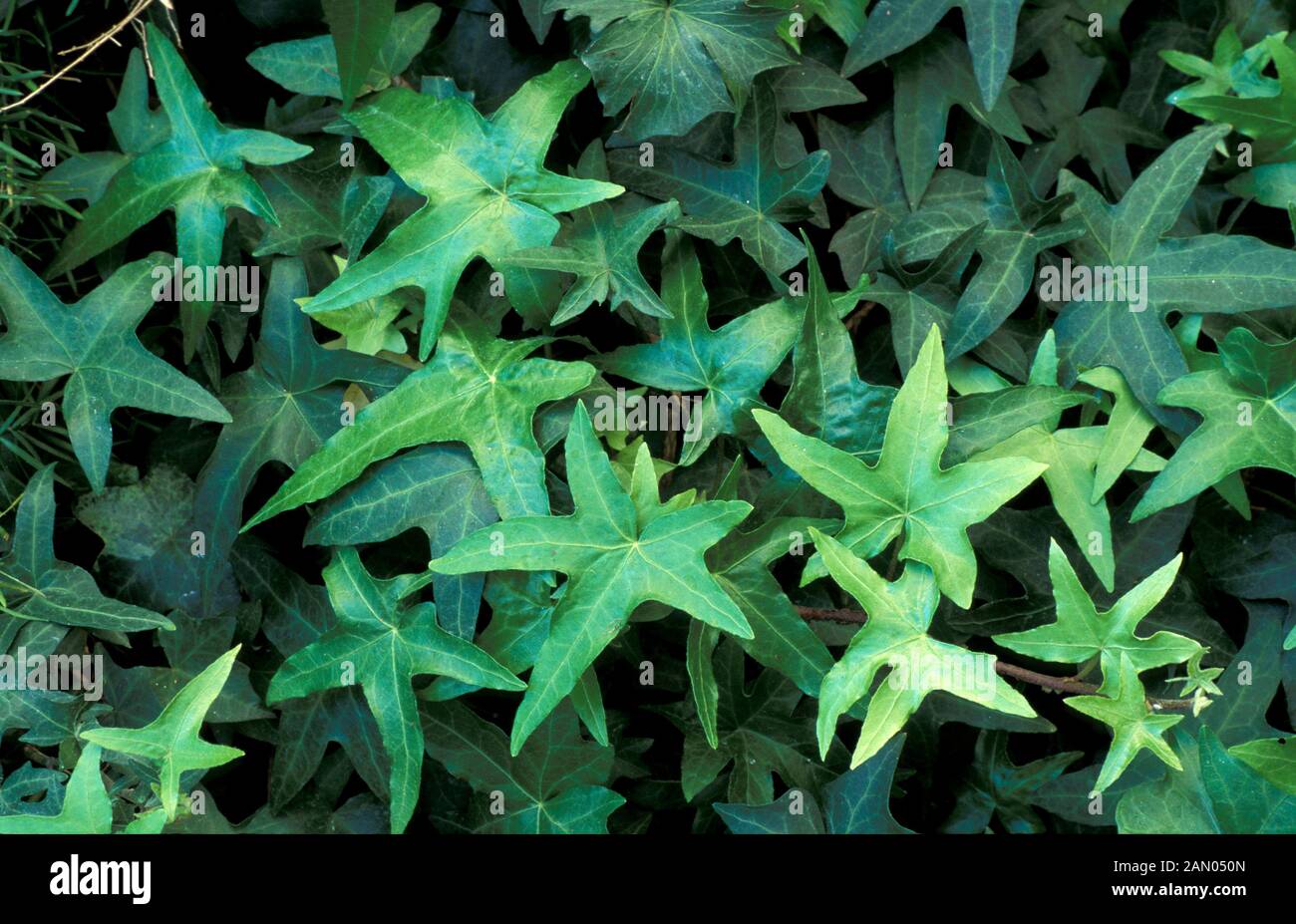 Needlepoint ground hi-res stock photography and images - Alamy