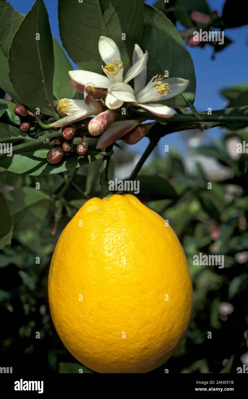Meyer lemon tree hi-res stock photography and images - Alamy