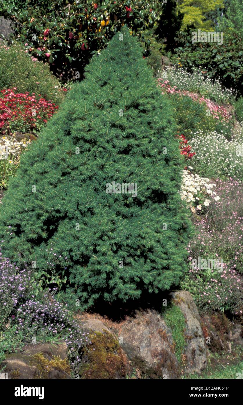 Picea glauca not dwarf alberta hi-res stock photography and images - Alamy