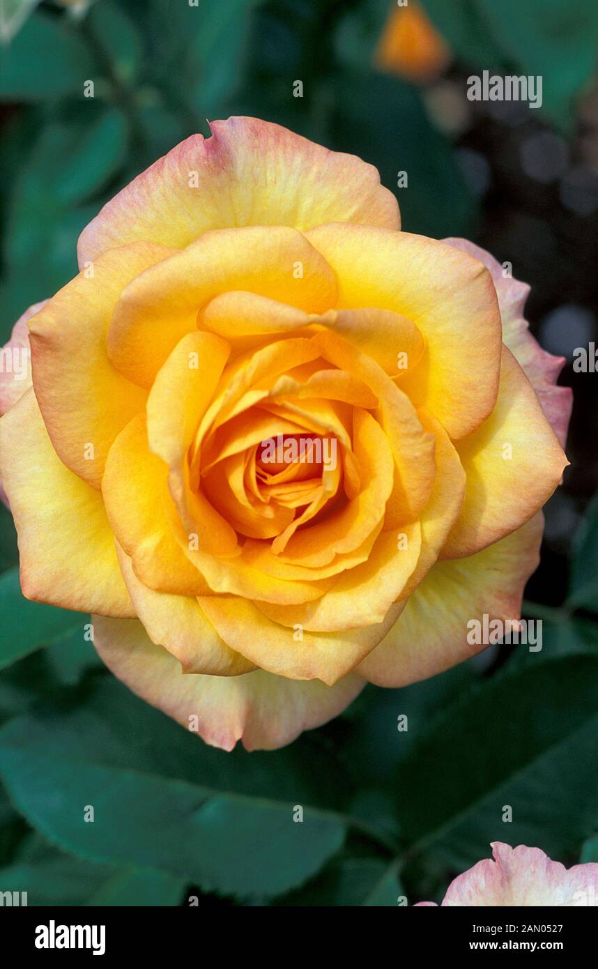 ROSA GOLD MEDAL HYBRID TEA ROSE Stock Photo - Alamy